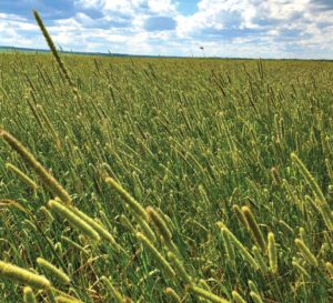 Seed Production - Foster's Seed & Feed